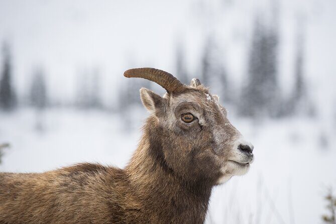 The BANFF NATURE Walk - 2hr Adventure - Key Points