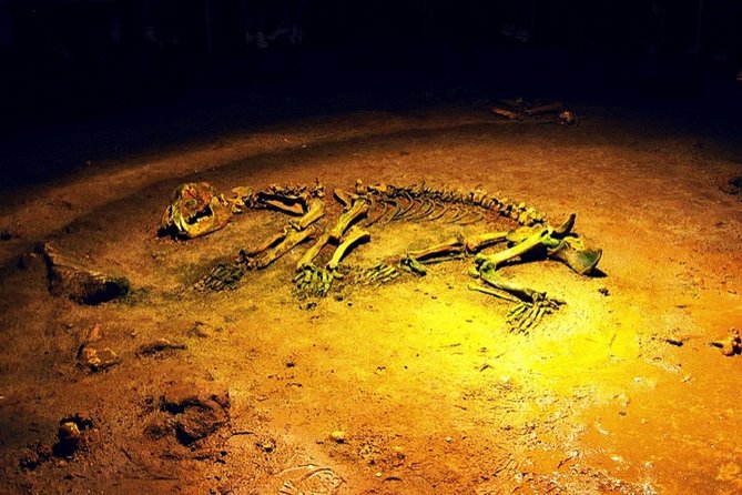 The Bear's Cave - One-Day Air conditioned car Tour from Oradea - The Practicalities: What to Expect