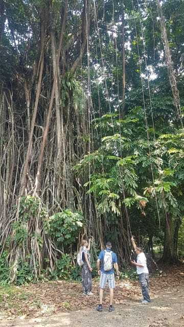 The Beautiful Garden, Rice Terrace and Waterfall In Bogor - Transportation and Practicalities
