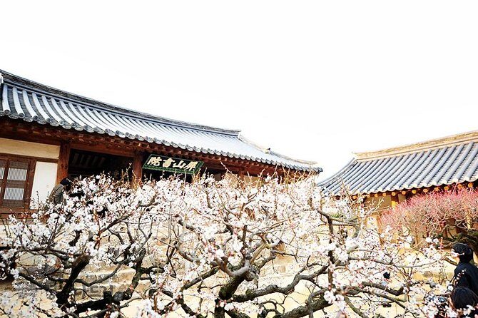 The Beauty of the Korea Cherry Blossom Discover 9days 8nights - A Deep Dive into the 9-Day Korea Cherry Blossom Tour