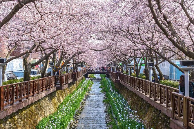 The Beauty of the Korea Cherry Blossom Discover 9days 8nights - Authentic Experiences and Highlights