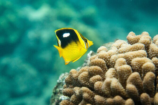 The Best 2.5 Hour Molokini Snorkel Tour & Whale Watch - An Introduction to the Tour