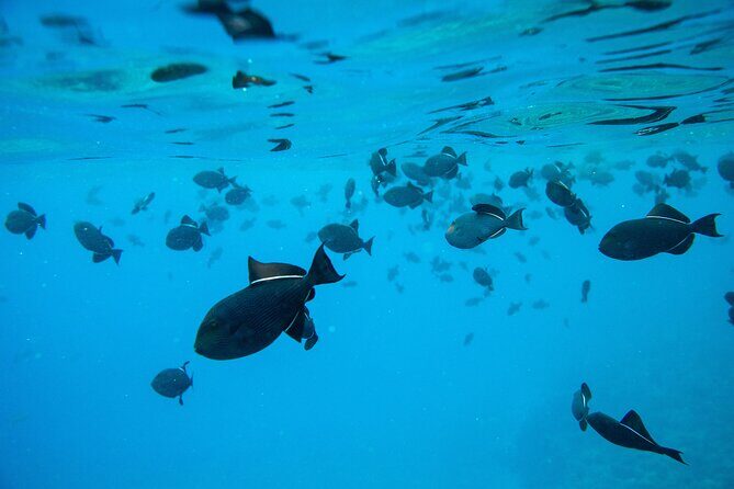 The Best 2.5 Hour Molokini Snorkel Tour & Whale Watch - Authentic Experiences and Guest Insights