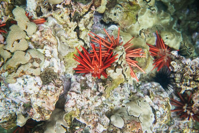 The Best 2 Hour Molokini Express Snorkeling - Group Size and Personal Attention