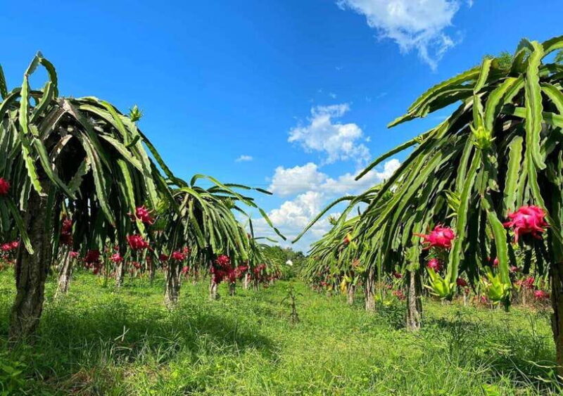 The Best Day Trip Discover Ta Cu Mountain, Phan Thiet City - Final Thoughts