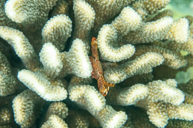 The Best Maui 3 Hour Molokini and Turtle Town Snorkel - Key Points