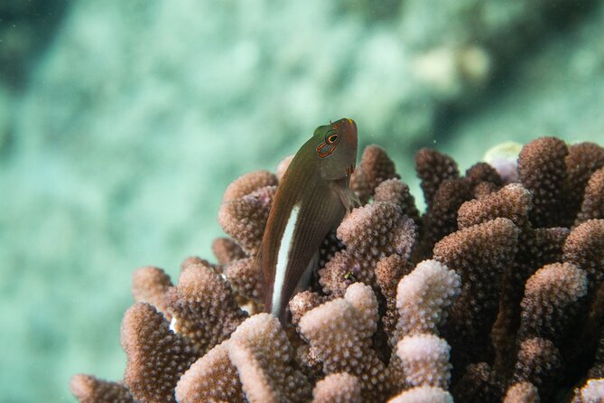 The Best Maui 3 Hour Molokini and Turtle Town Snorkel - The Experience: What You Can Expect