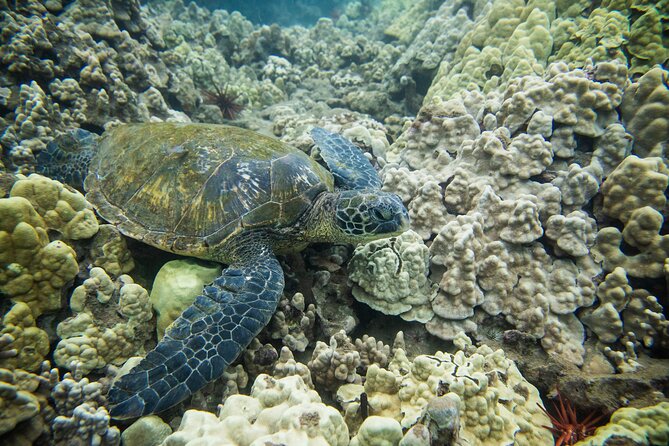 The Best Maui 3 Hour Molokini and Turtle Town Snorkel - Final Thoughts: Is This Tour for You?