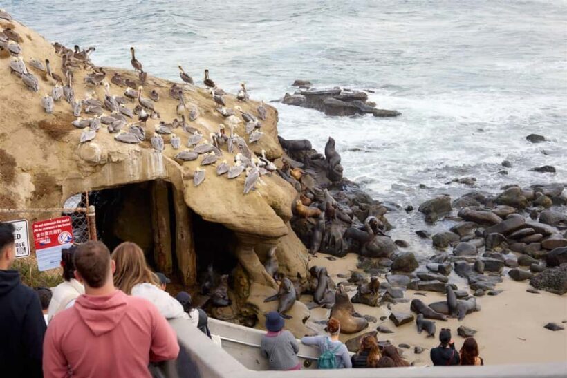 The Best of La Jolla Walking Tour - Sip, Savor & Sea - FAQ