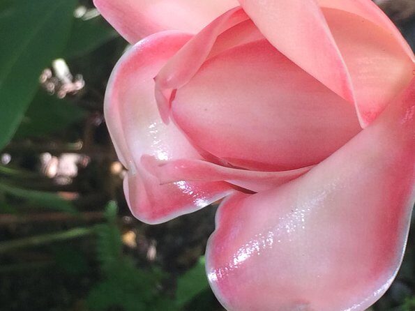 The Best of Saint Lucia Tour - The Value of a Guided Tour