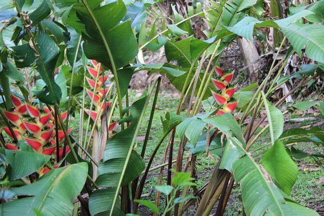 The Best of Saint Lucia Tour - Frequently Asked Questions