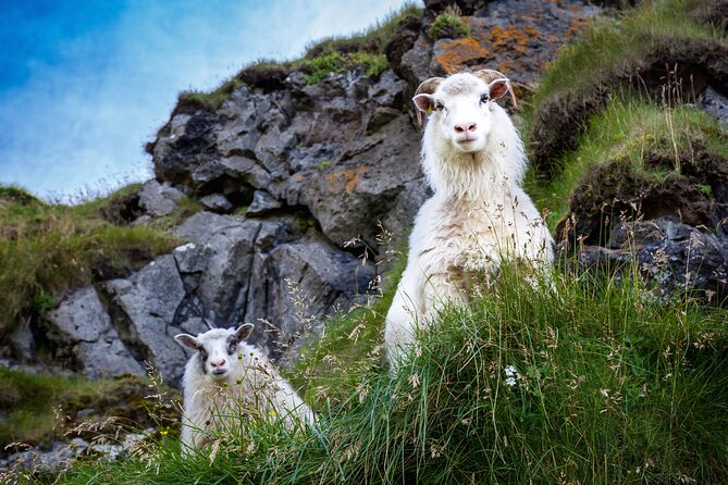 The Best of Vestmannaeyjar With Ebbi - The Charm of a Replica Viking House