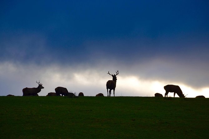 The Best Two Day Tours in Ireland: The Ring of Kerry and Dingle Slea Head Tours - Experience the Expertise of a Qualified Guide