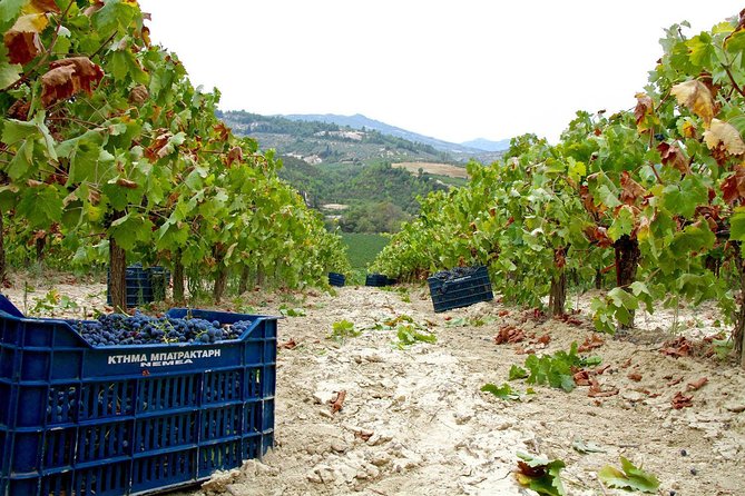 The Best Winery & Tasting Tour in Nemea.Enjoy a unique all day wine tasting tour - Key Points