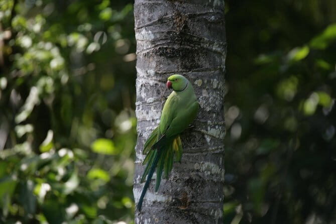 The birdwatchers quest:through the Swamp of Royal TreasureMuturajawela Wetlands - An In-Depth Look at the Tour Experience