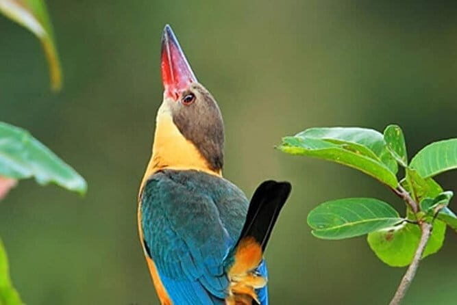 The birdwatchers quest:through the Swamp of Royal TreasureMuturajawela Wetlands - FAQ