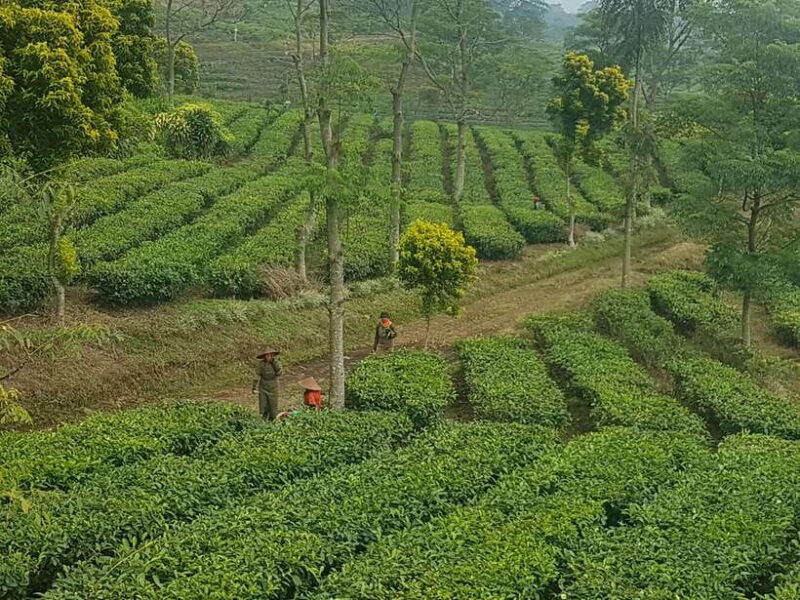 The Breathtaking Views Of The Countryside In Bandung - The Sum Up