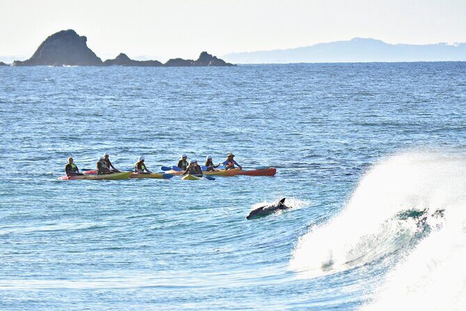 The Byron Bay Sea Kayak Tour - The Bottom Line: Why This Tour is a Great Choice