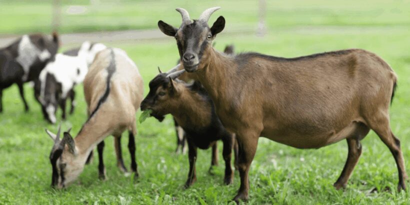 The cheeses and goats of the Roero. - The value of local flavors and regional products