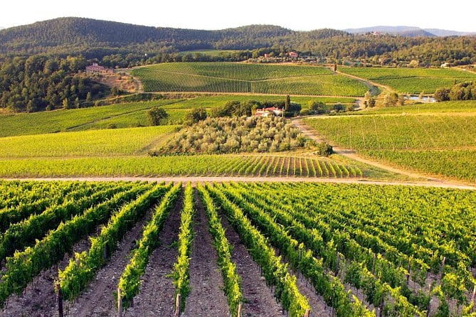 The Complete Wine Tour Brunello, Nobile, Chianti wine experience - What the Reviews Say