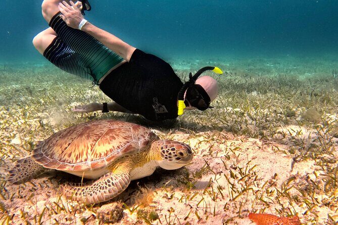 The Cozumel Turtle Sanctuary Snorkel Tour - Who Is This Tour Best For?