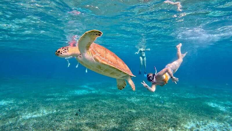The Cozumel Turtle Sanctuary Snorkel Tour - Key Points