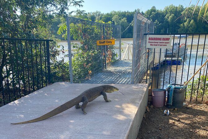 The Croc Bus to the Famous Jumping Crocodile Cruise - The Itinerary in Detail