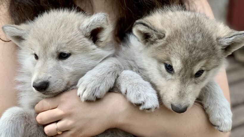 The Cuddly Wolf - Private Tour - A Close Look at the Arctic Wolfland Private Tour