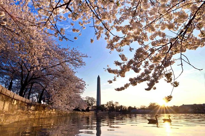 The DC Cherry Blossom Tour - Whats Included in the Tour