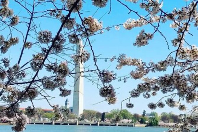 The DC Cherry Blossom Tour - A Memorable Experience