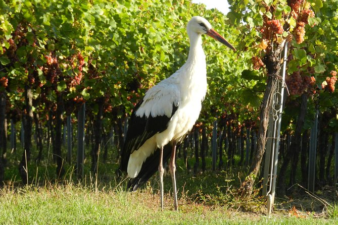 The Emblematic Review: A Wine Lover's Delight - Guides and Their Impact