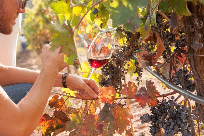 The Essence of Priorat | Private Wine Tour from Barcelona - Who Will Love This Tour?