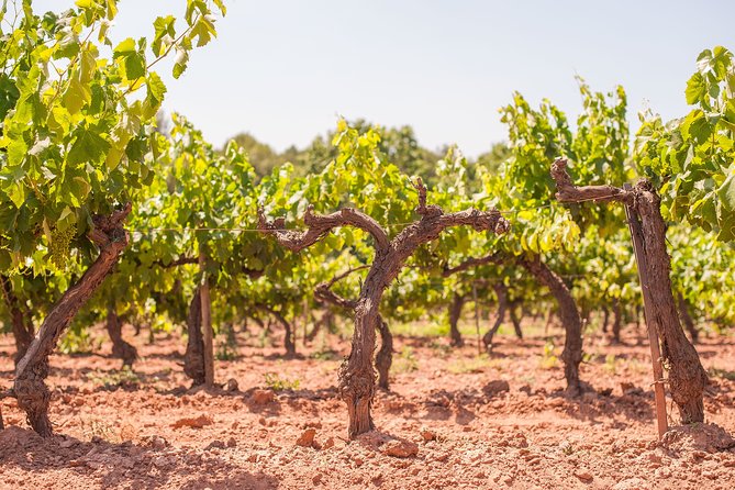 The Essence of Priorat | Private Wine Tour from Barcelona - FAQs