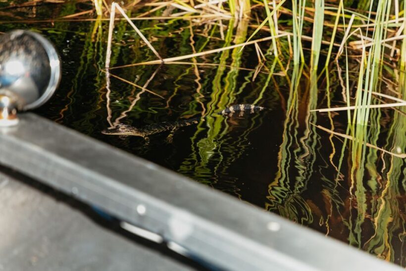The Everglades: 1-Hour Airboat Night Tour - A Detailed Look at the Experience