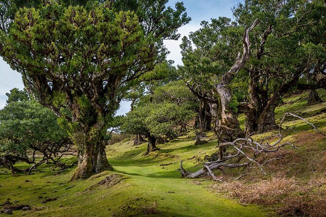 The Fanal Forest by Feeling Madeira - Key Points