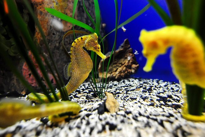 The Florida Aquarium in Tampa General Admission - Final Thoughts