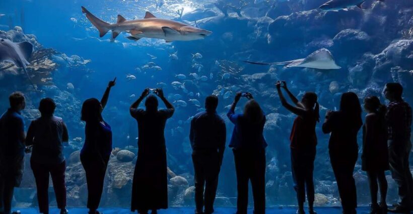 The Florida Aquarium Ticket - An Overview of What to Expect