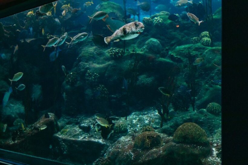 The Florida Aquarium Ticket - Unique Experiences: SeaTREK and Dolphin Cruise
