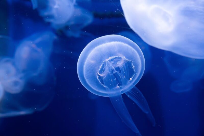 The Florida Aquarium Ticket - Authentic Visitor Insights