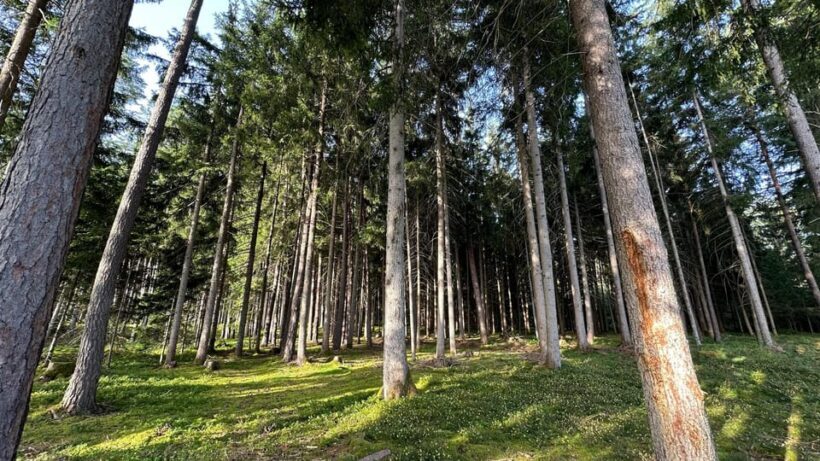 The forest as an Escape Room for the whole family - The Sum Up