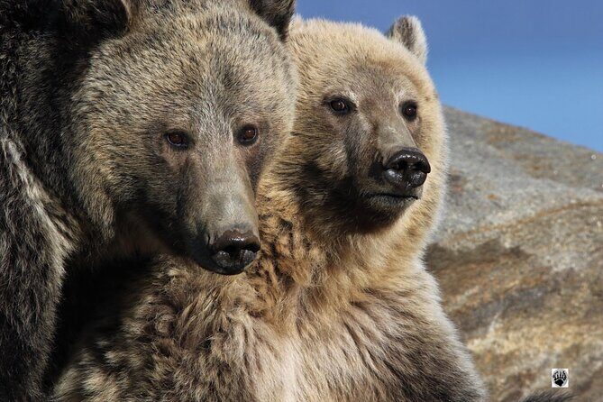 The Full Two Day Private Yellowstone Day Trips West Yellowstone - Who Should Consider This Tour?