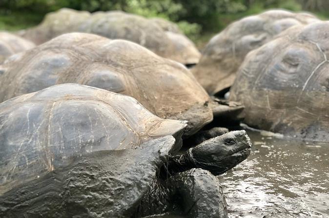 The Galapagos Giant Tortoise Experience | Los Gemelos | Shared - Pricing and Inclusions