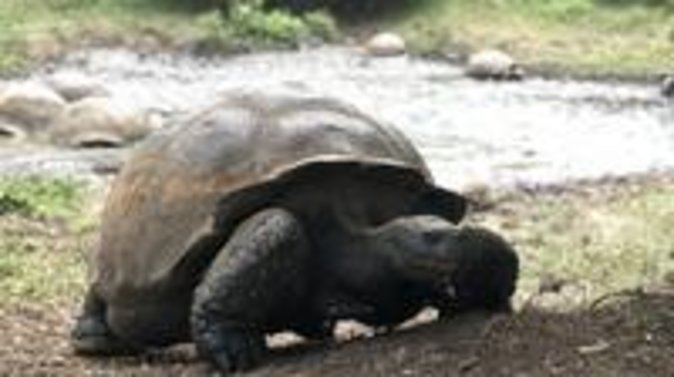 The Galapagos Giant Tortoise Experience | Los Gemelos | Shared - Additional Information