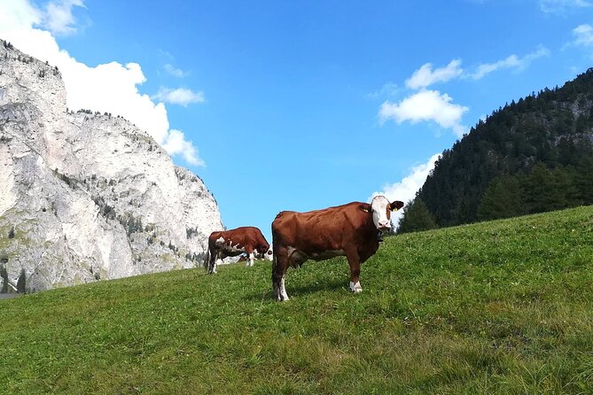 The Grand Dolomites Tour from Lake Garda - What Travelers Are Saying