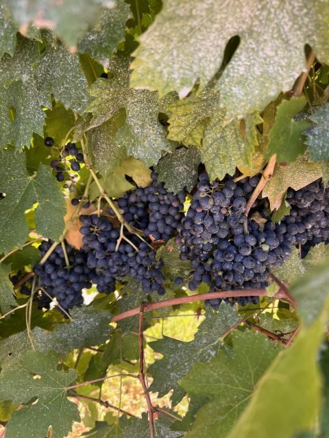 The grand tour of Amarone: 2 wineries with delicious lunch - FAQs