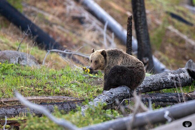 The Grand Yellowstone 3 day private experience from Cody Wyoming - Who Should Consider This Tour?