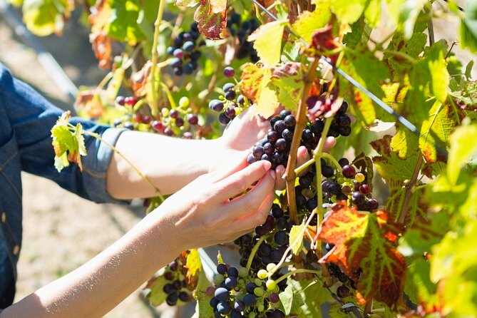 The Grape Escape: Troodos Mountains Thru Wine Small Group Tour 7hrs - Discovering Cypriot Wines and Cuisine