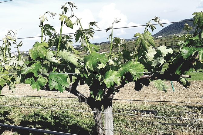 The Grape Escape: Troodos Mountains Tour Review - Exploring the Troodos Mountain Region