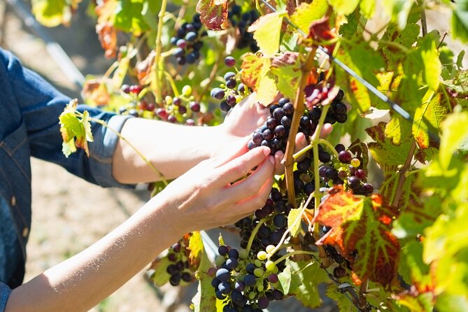 The Grape Escape: Troodos Mountains Tour Review - Guided Walk of a Traditional Village