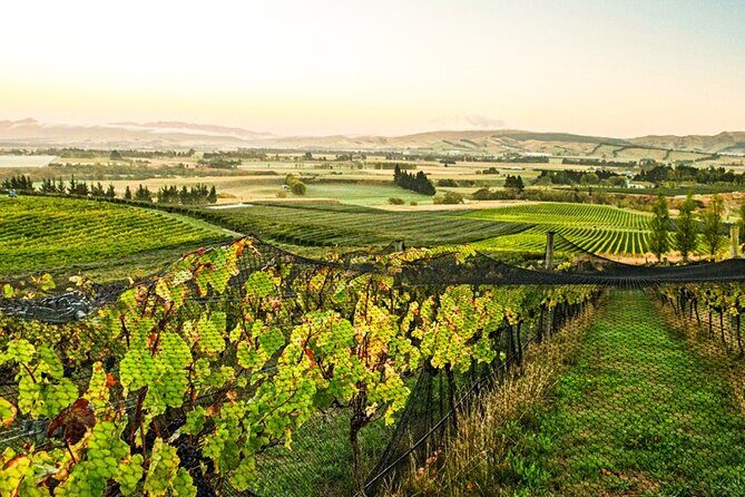 The Grape Vine - An In-Depth Look at the Helicopter Tour